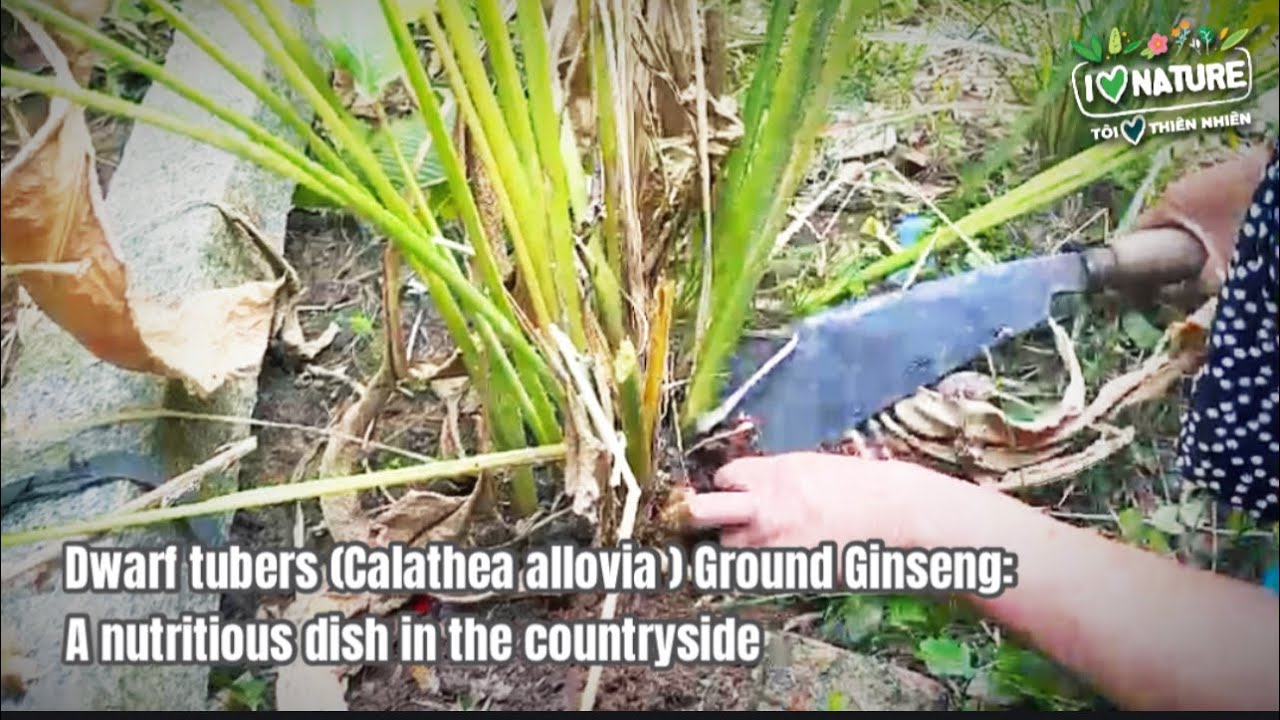 Dwarf tubers (Calathea allovia) - Ground Ginseng: A nutritious dish in ...