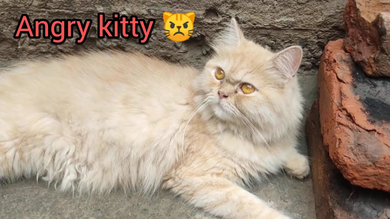 soo cute angry 🐈😺 cat || my moody girl Jenny 😔😔 #cats #catvideos - YouTube