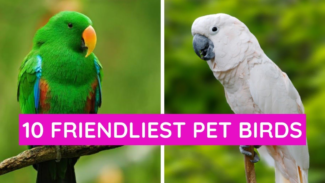 Top 10 Friendliest Pet Birds You'll Love - YouTube