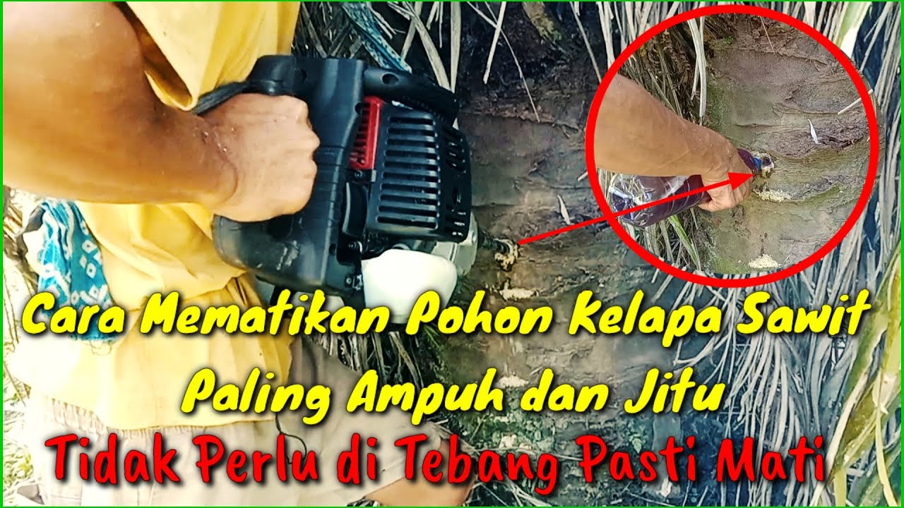 Cara Mematikan Pohon Kelapa Sawit Paling Ampuh | Tanam Sisip Kelapa ...