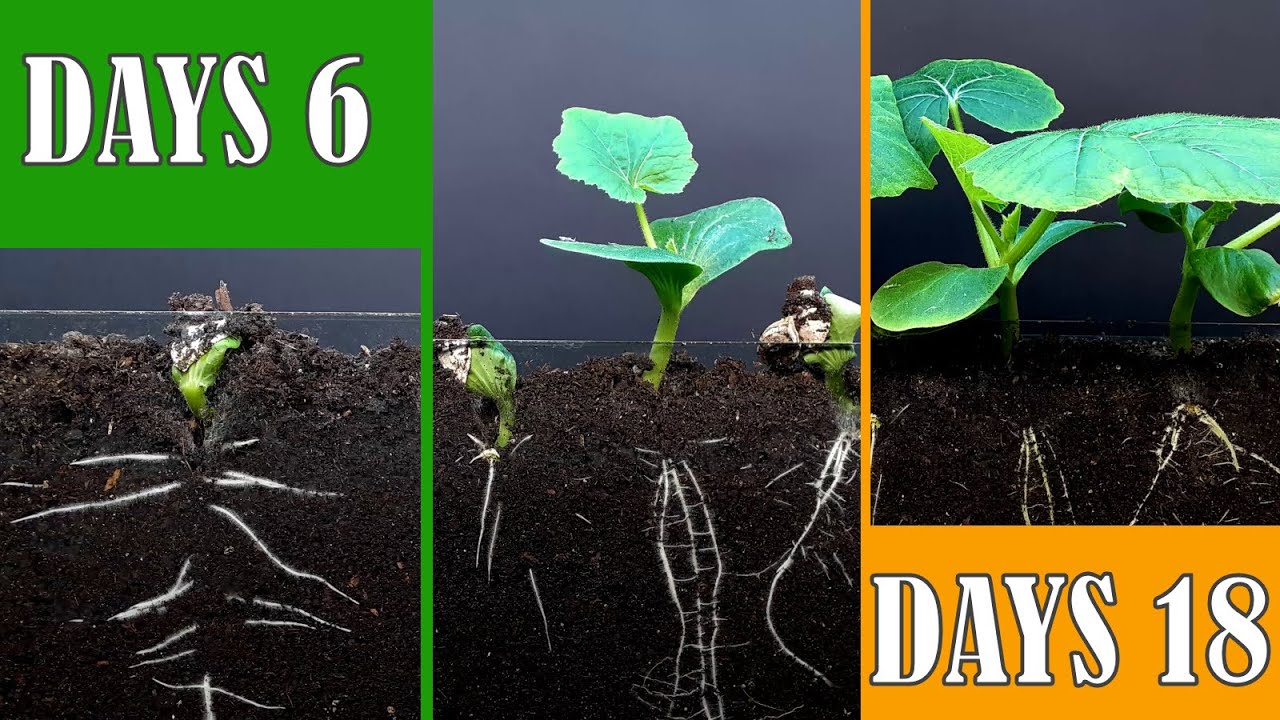 Pumpkin Time Lapse 24 Days 4k YouTube pumpkin-time-lapse-24-days-4k-youtube