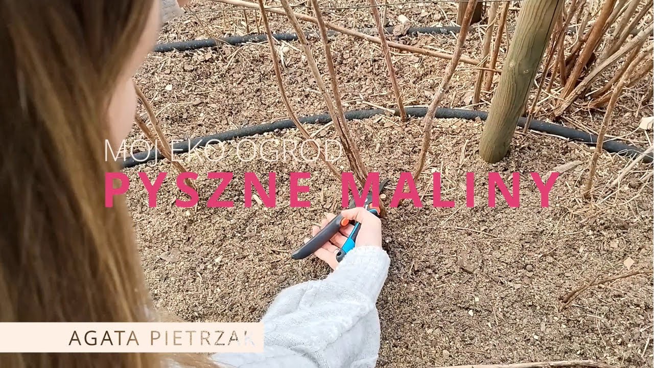 O malinach | Maliny uprawa | Jak przyciąć maliny ? Jak uprawiać maliny ...