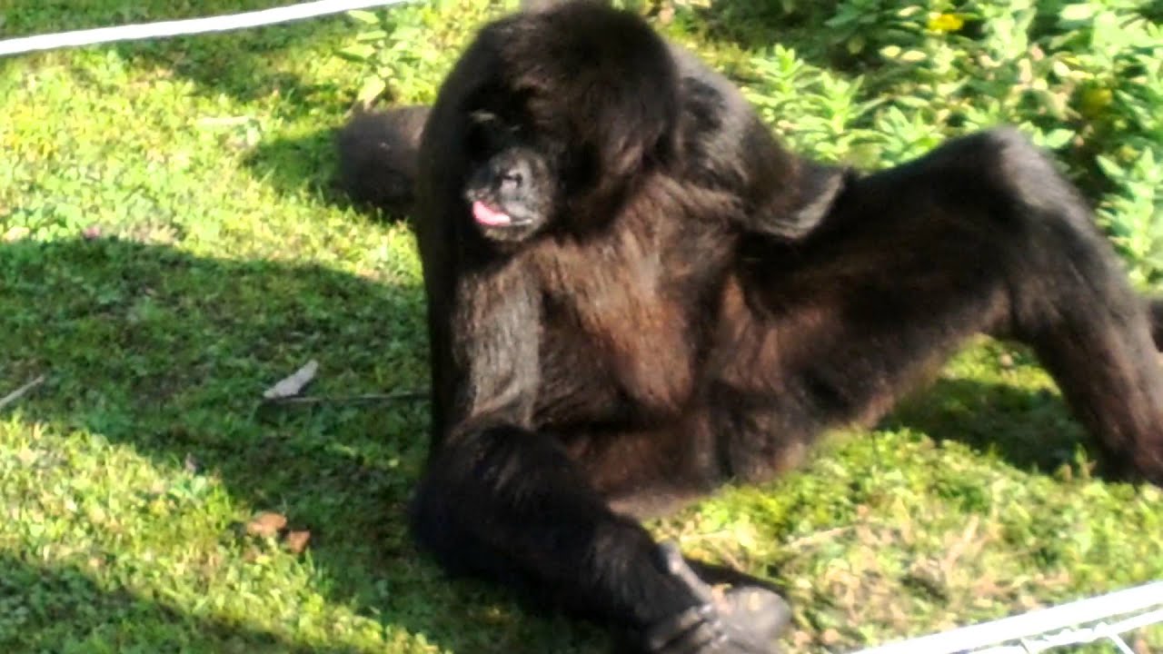 Derpy monkey. - YouTube