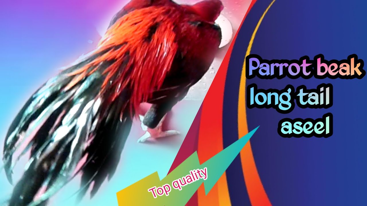 Parrot beak long tail aseel | Top quality aseel - YouTube