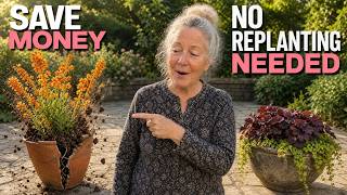 Top 20 Perennials for Pots That Come Back Every Year