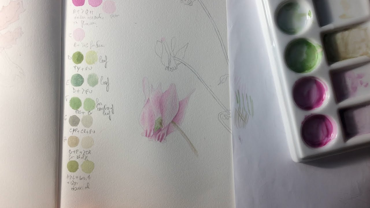 Cyclamen Study Page - YouTube