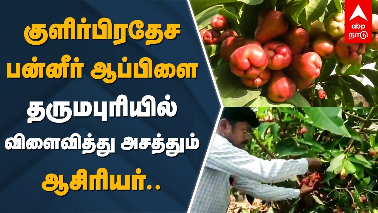 Paneer Apple | குளிர்பிரதேச பன்னீர் ஆப்பிளை தருமபுரியில் விளைவித்து ...