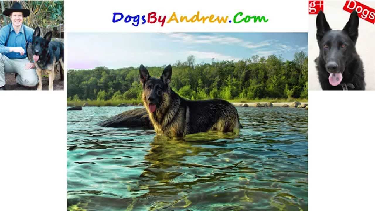 March Dog Madness With The Dogs Of Google Plus - YouTube