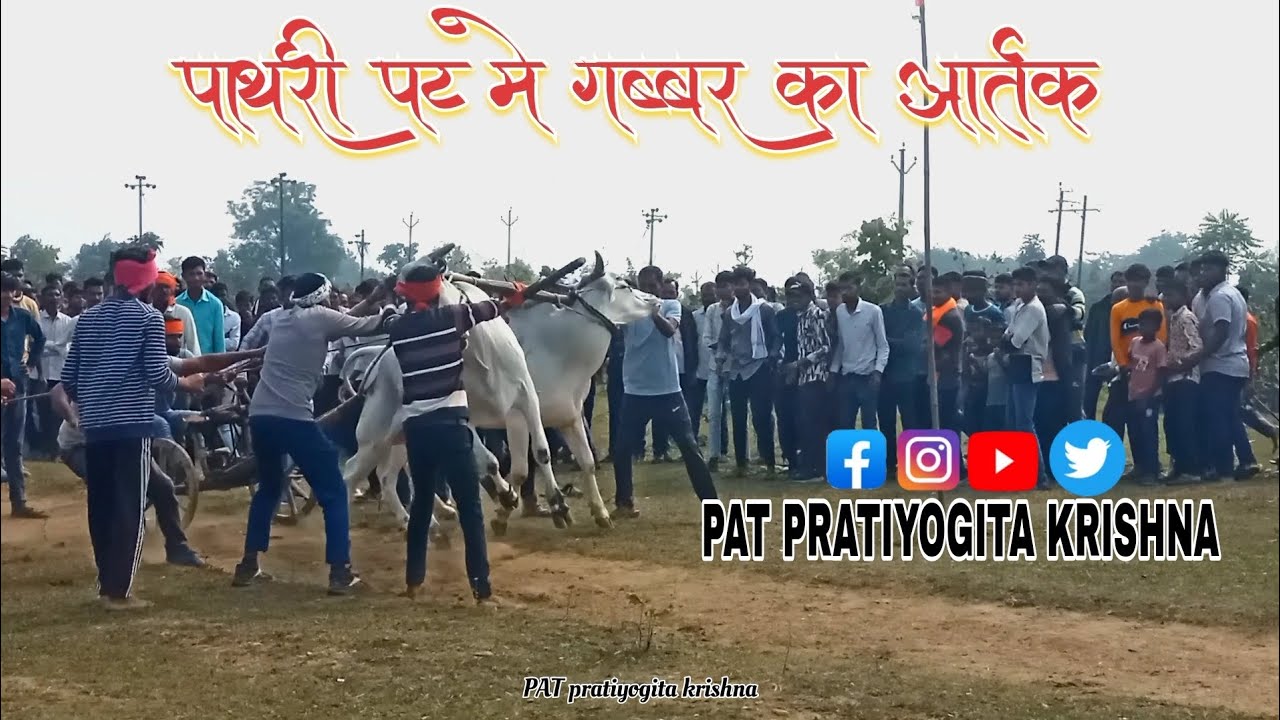 👿पाथरी पट मे गब्बर का आतंक🔥 pat pratiyogita krishna #cow#highlights# ...