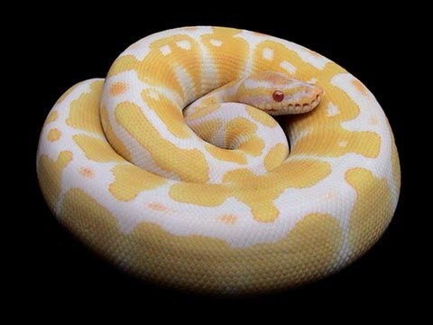 Snake Bytes TV - Snake Bytes TV : SnakeBytesTV - YouTube