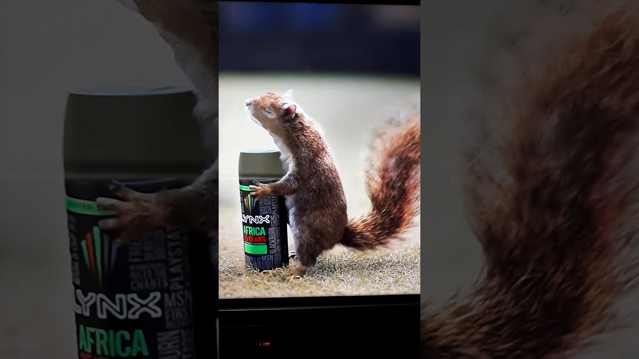 squirrel in lynx advert WTH - YouTube
