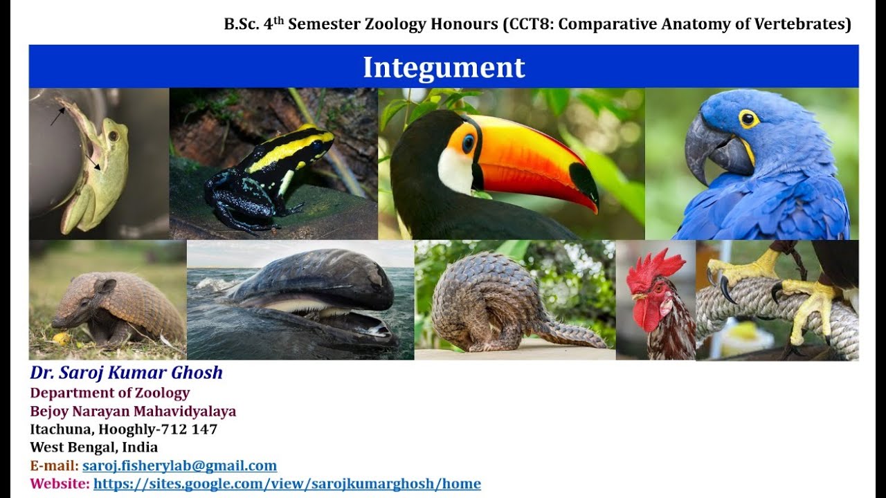 Structure and function of integument in amphibians, birds and mammals ...