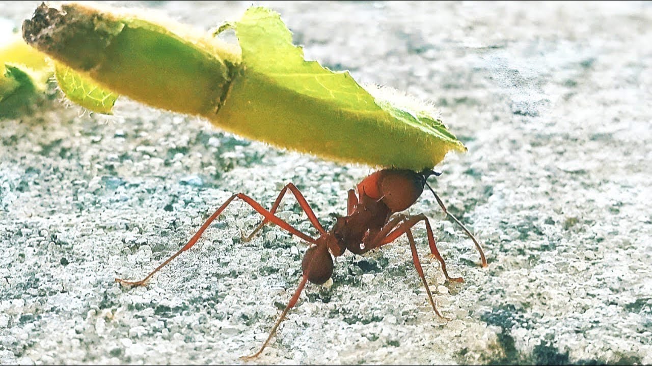 These leafcutter ANTS got that CHAD jawline 💪🐜 - YouTube