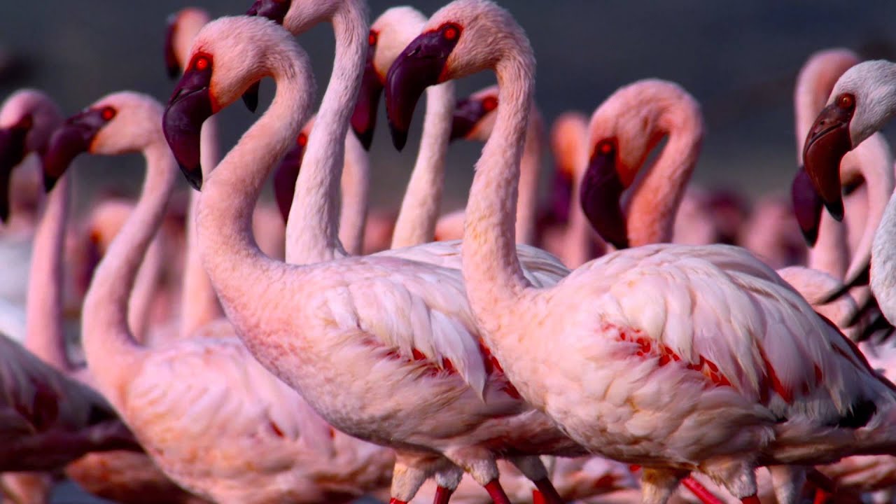 NATURE Featurette Flamants Roses VF - YouTube