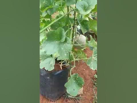 Menanam Melon di Polybag Buah Melimpah - YouTube
