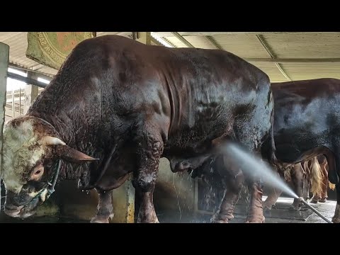 MANDI BESAR SAPI MONSTER KUALITAS KONTES - YouTube
