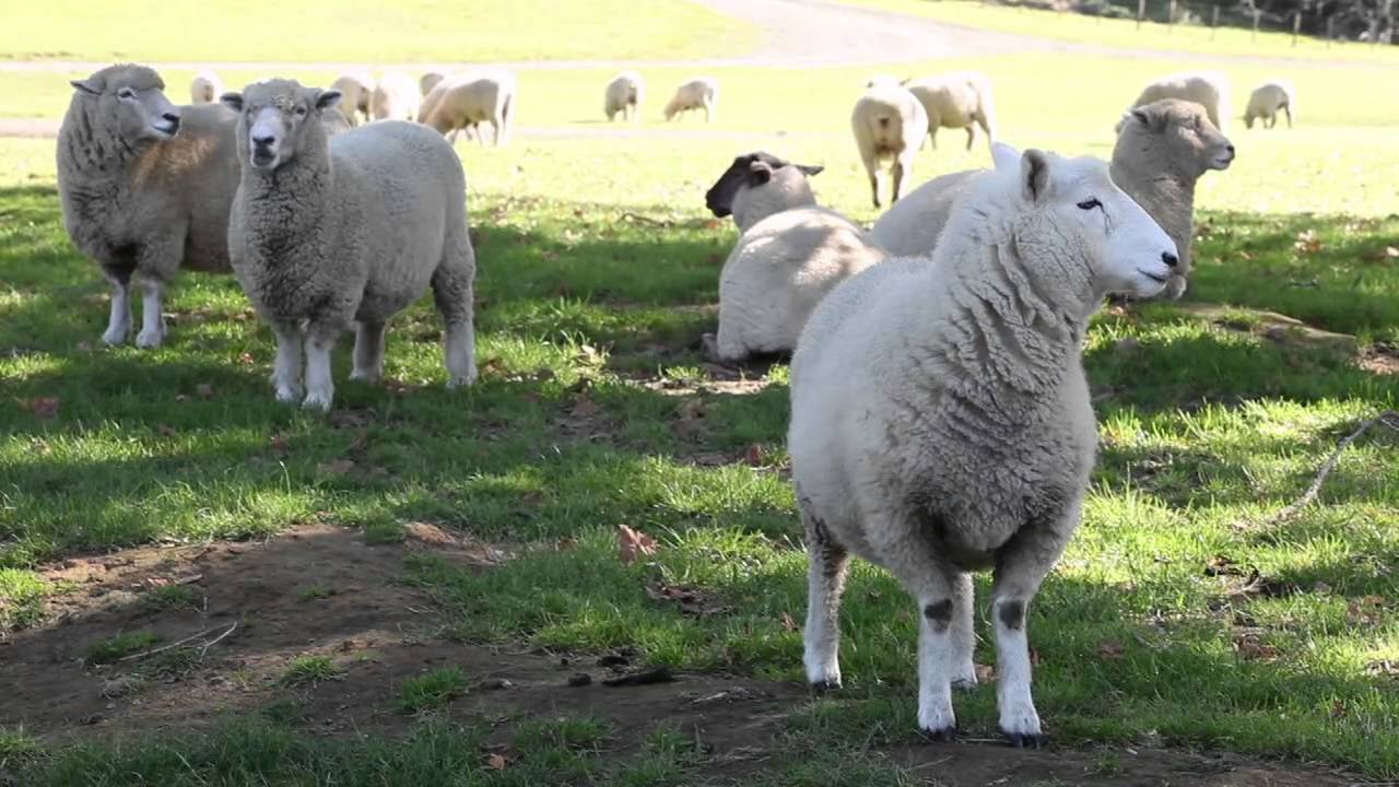 [New Zealand Travel / Rotorua Agrodome] Farm Tour - YouTube