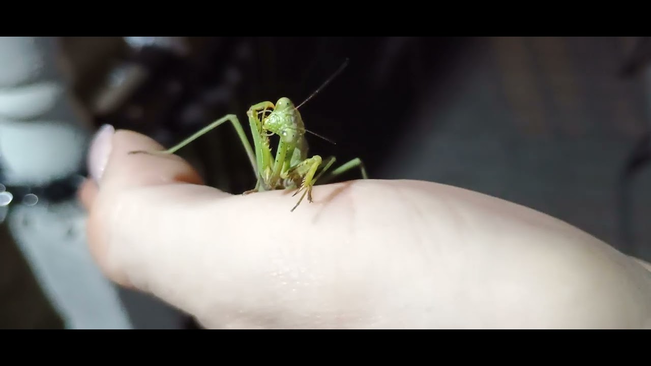 look at this chill beauty 😍 #Praying Mantis - YouTube