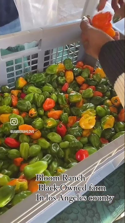 Bloom Ranch farms / Black-owned - YouTube