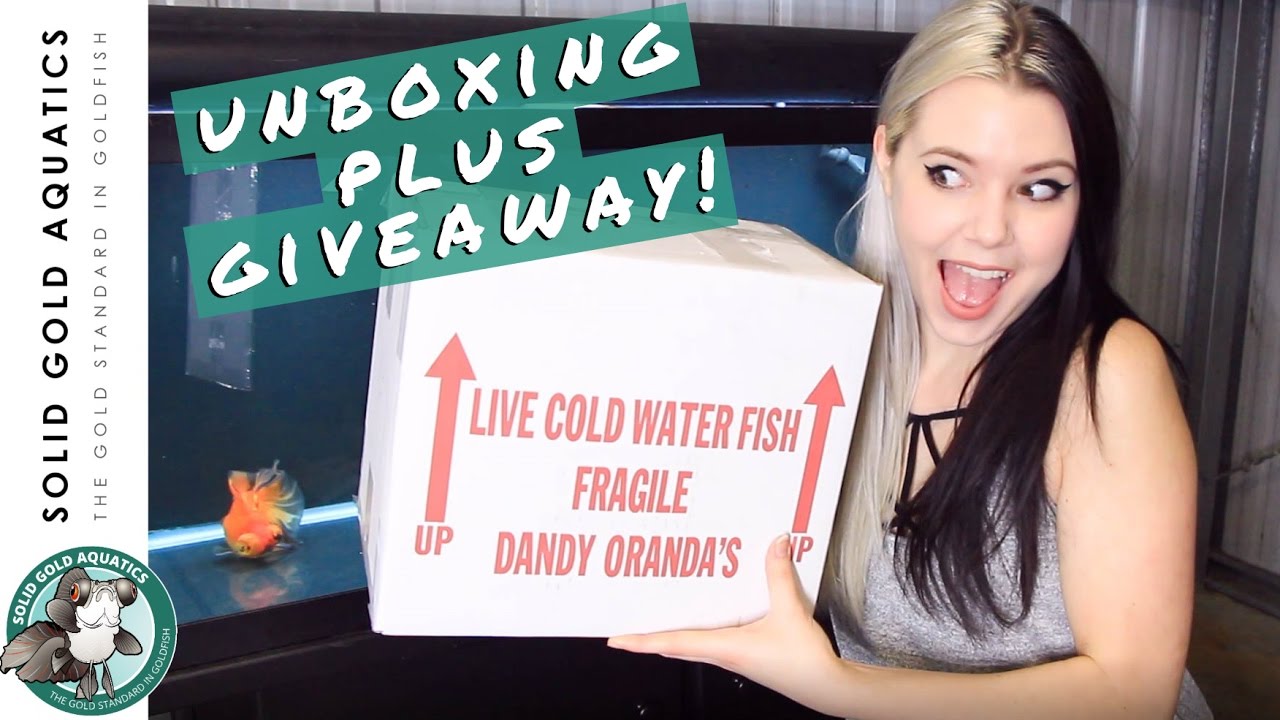 Unboxing a New Goldfish // Solid Gold Aquatics - YouTube