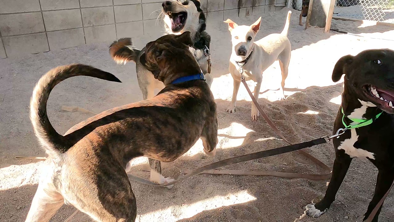 Dogs playing for dogs to watch: Episode 1 - YouTube