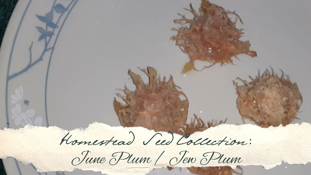 Growing Crops On Homestead: Jamaican June Plum Seeds (Jew Plum, Golden ...