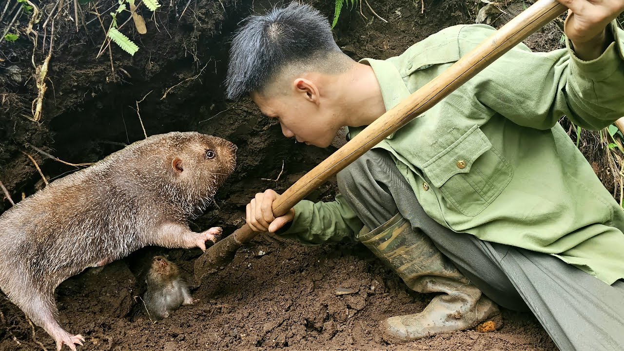 Find food for wild boar. Dig a burrow to catch giant bamboo rats [ wild survival ]-Ep22 - YouTube