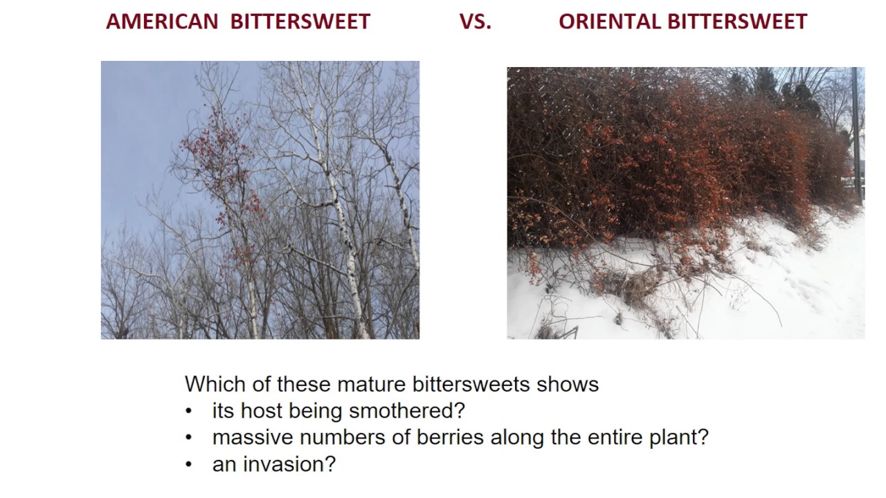 Oriental Bittersweet Look-Alikes 2017 - YouTube