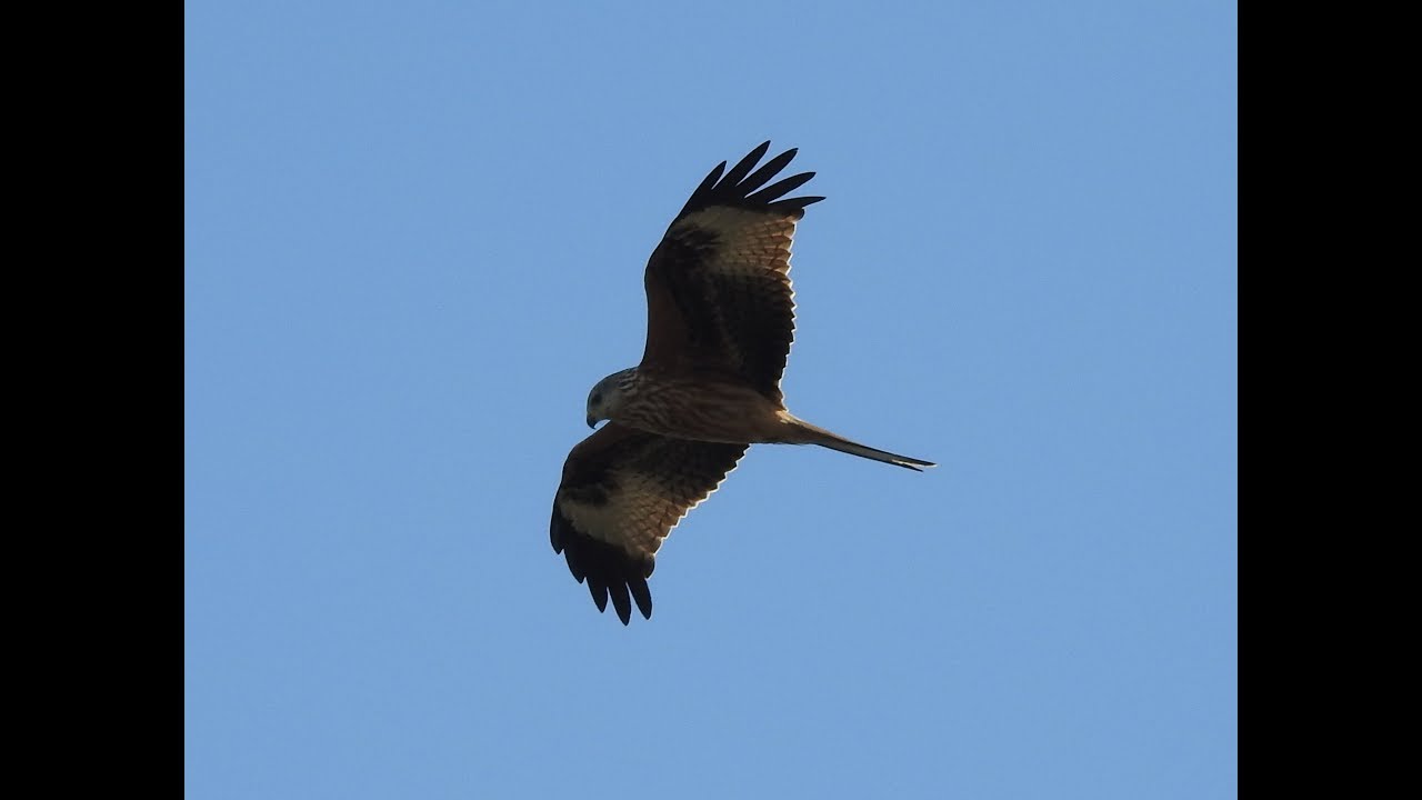 Rapaces vol au dessus de Malras - YouTube