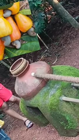 Goan 🏖 Drink 💦 Cashew Feni | Making Process #viral #CashewFeni #shorts ...
