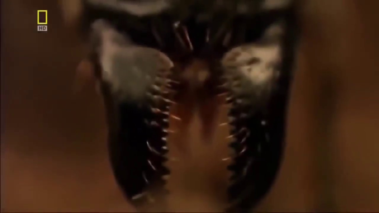 National Geographic Army Ants BBC Wildlife Documentary - YouTube
