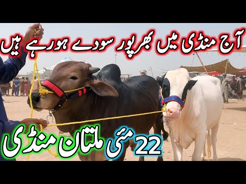 Today Multan Cattle Market Fresh Rates Update | Sahiwal Cholistani Bachre | Multan Mandi 2026 Video