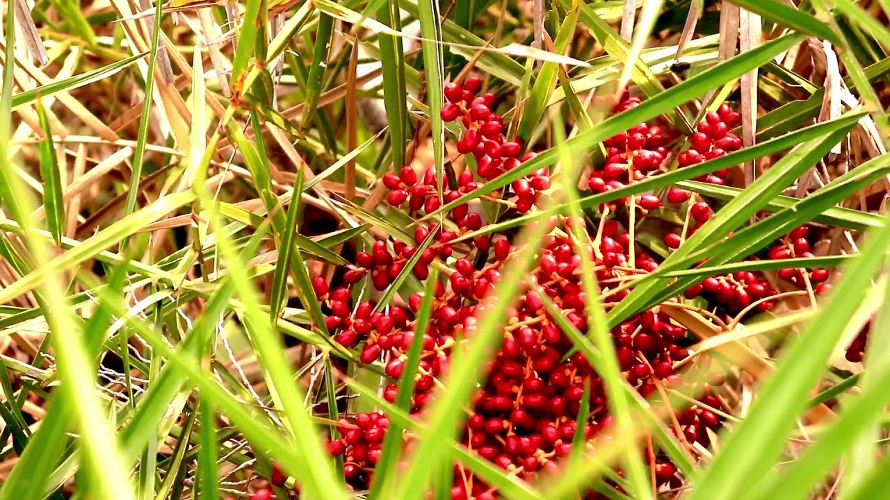 Eecham Pazham - YouTube