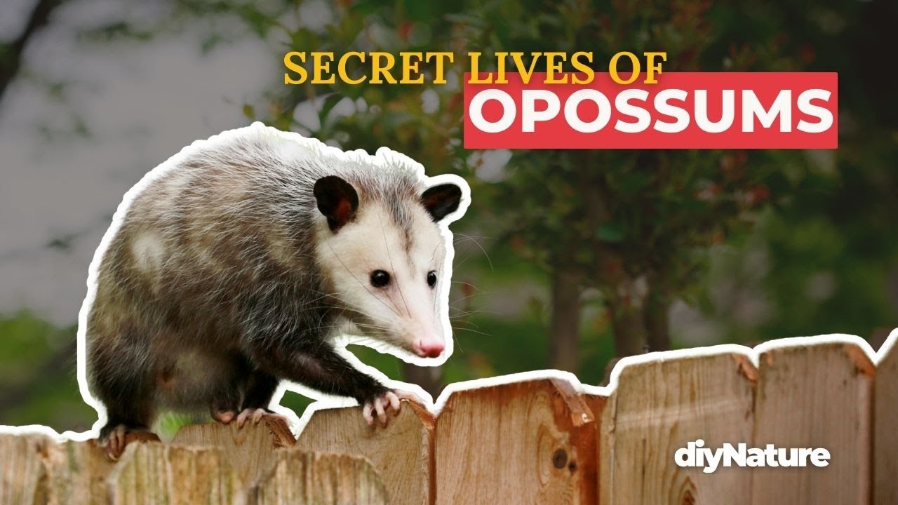The Secret Life of Opossums – Nature’s Misunderstood Clean-Up Crew ...
