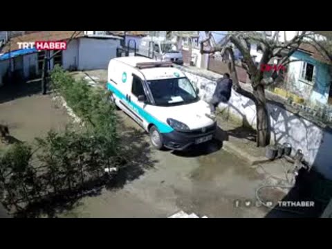 Bahçedeki köpekten korkan kurye, ağaca tırmandı