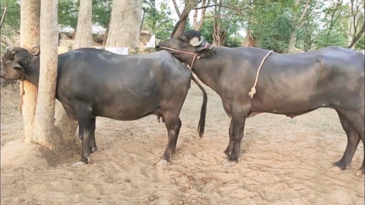 Modern Dairy Buffalo and Cattle Farming and Br .ed .ing Tips | Buffalo ...