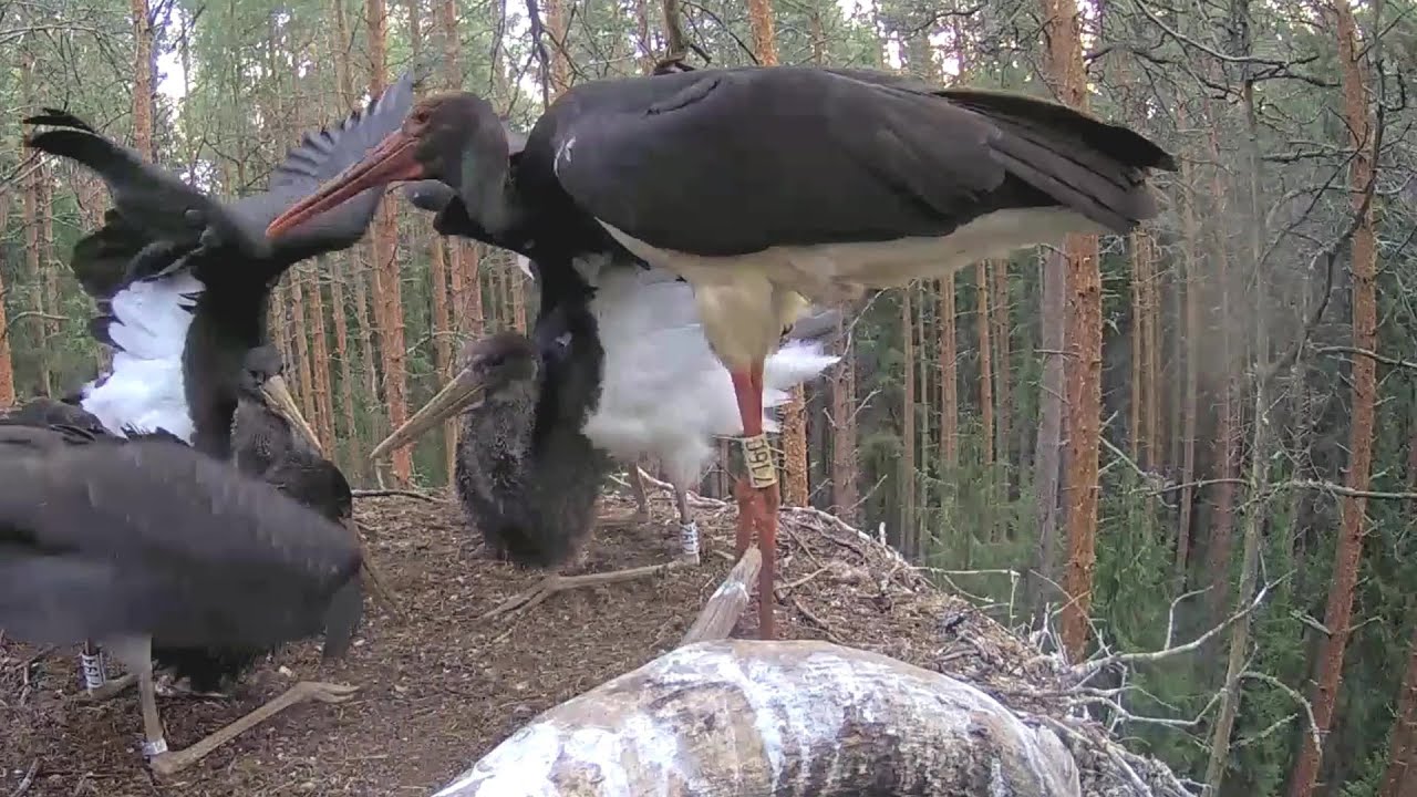Must-toonekurg~🥰 Kids & Karl come to the nest & feeding~6:39 am 2023/08 ...