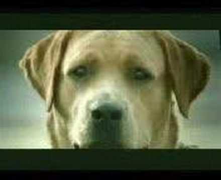perro decepcionado - YouTube