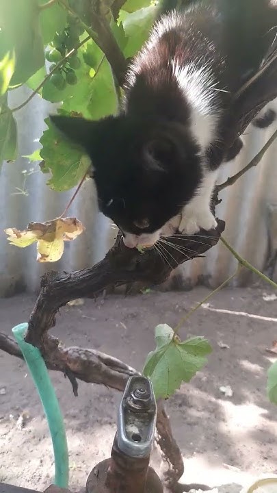 На дереві 🐈🌳 Youtube
