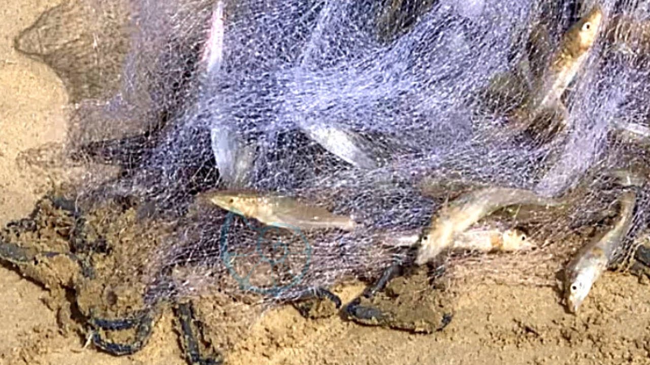 It's a SHOCK how many FISH GOT into the NET at a time - YouTube