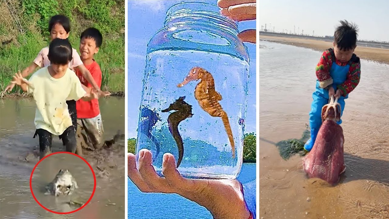 Catching Seafood 🦀🐙 ASMR Relaxing (Catch Shark, Fish, Deep Sea Monster ...