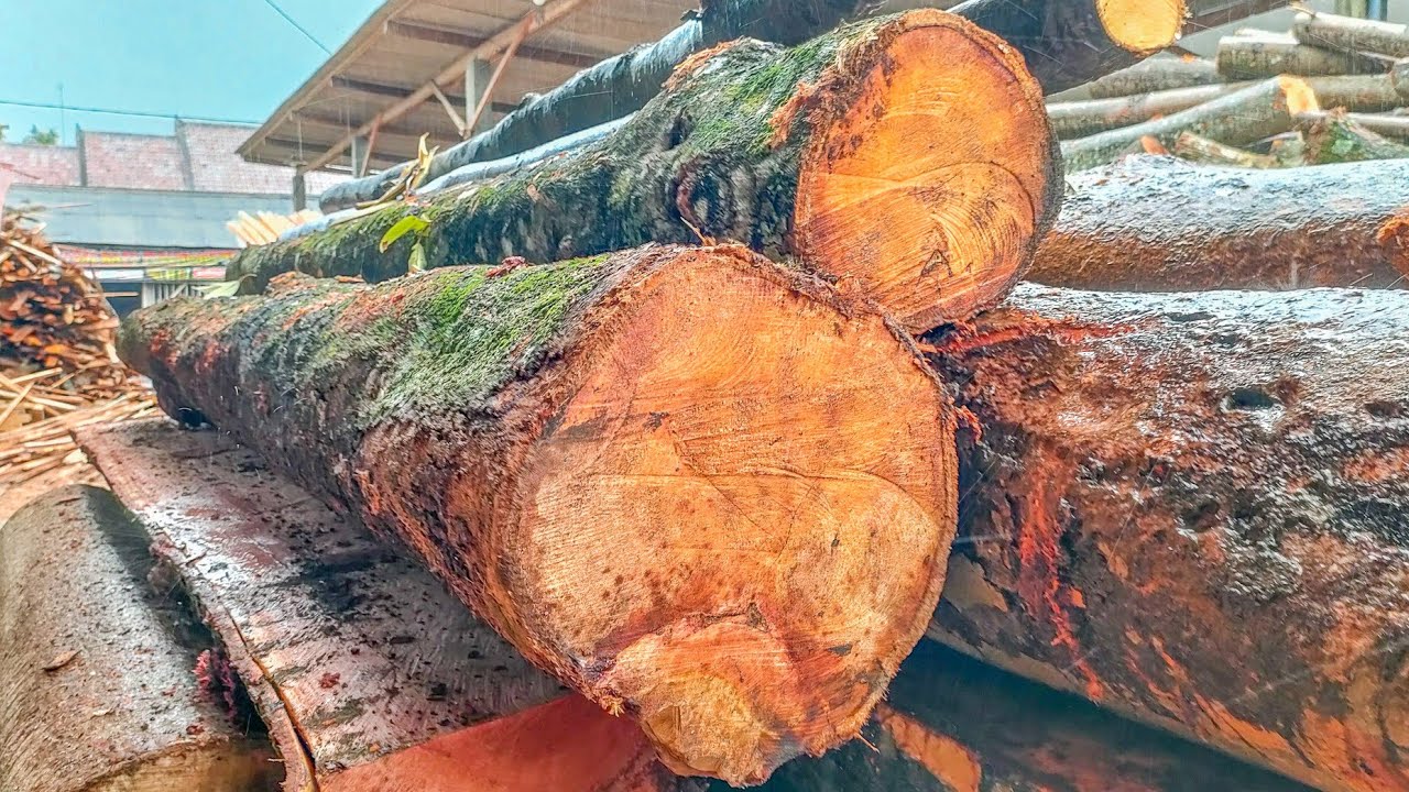 Langkaa!!! Wujud kayu durian sampai berlumut total berumur ratusan ...