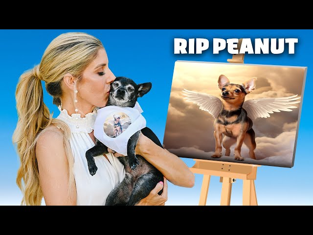 PawZam Dogs