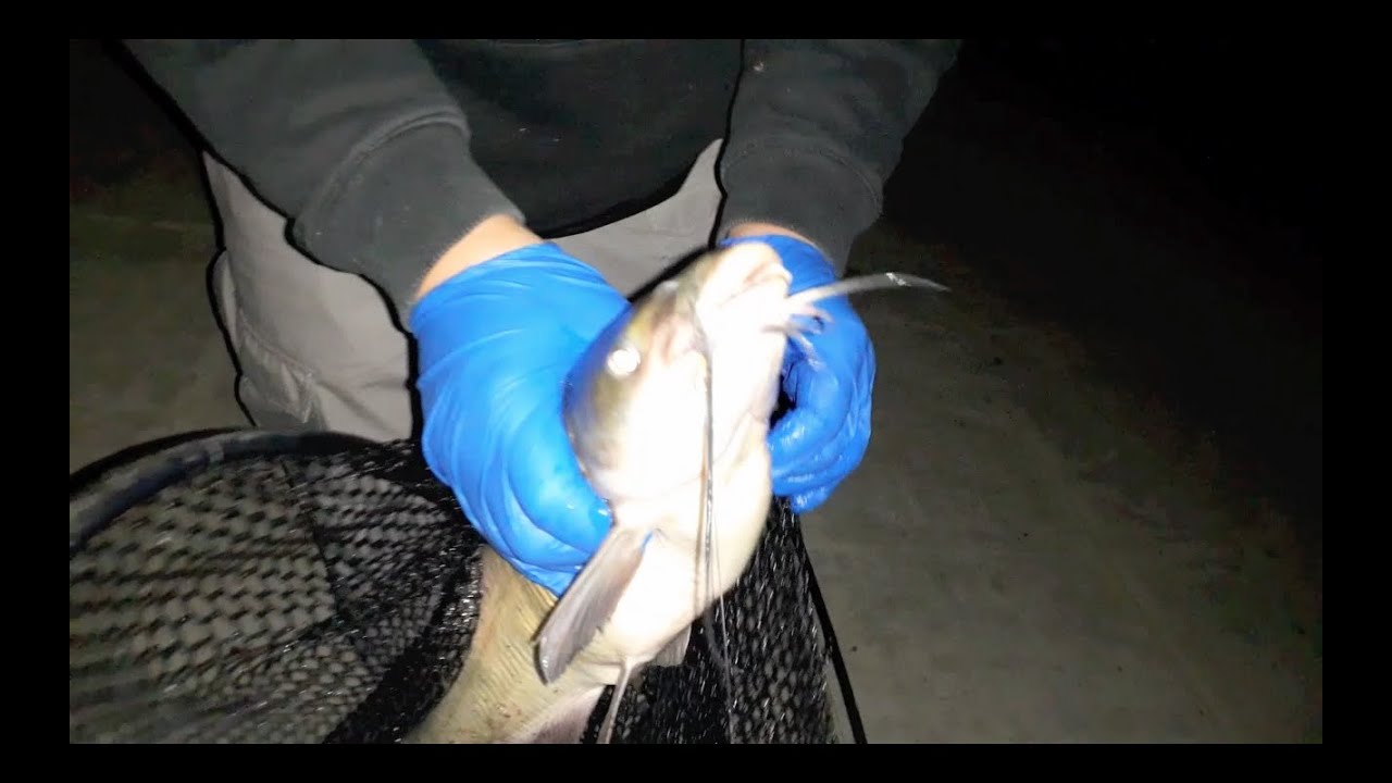 CFK Wonder Lake Night Time Suburban Catfishing How To Bleed A Catfish ...