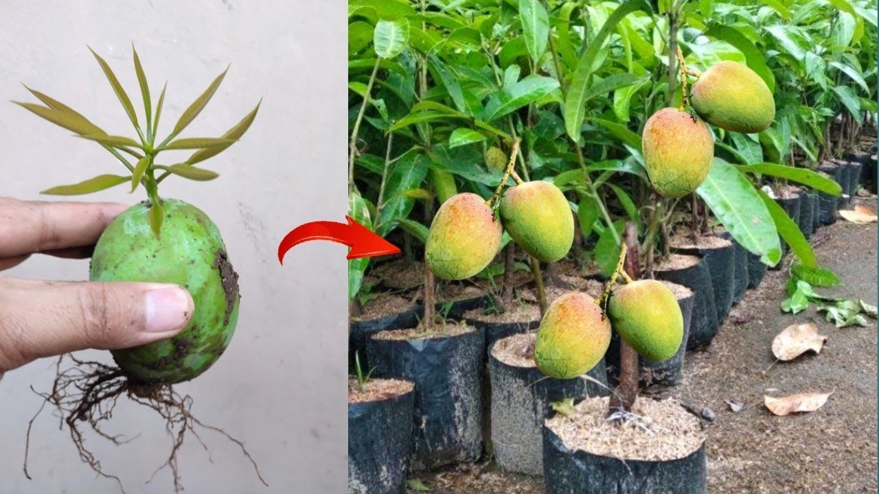 Best Skills growing Mango tree from mango fruit 100% success - YouTube