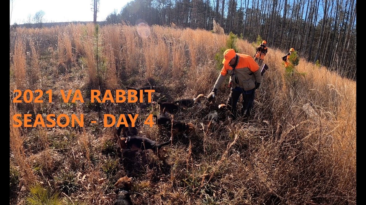 2021 VA RABBIT SEASON-DAY 4-ACTION PACKED VIRGINIA RABBIT HUNTING ...