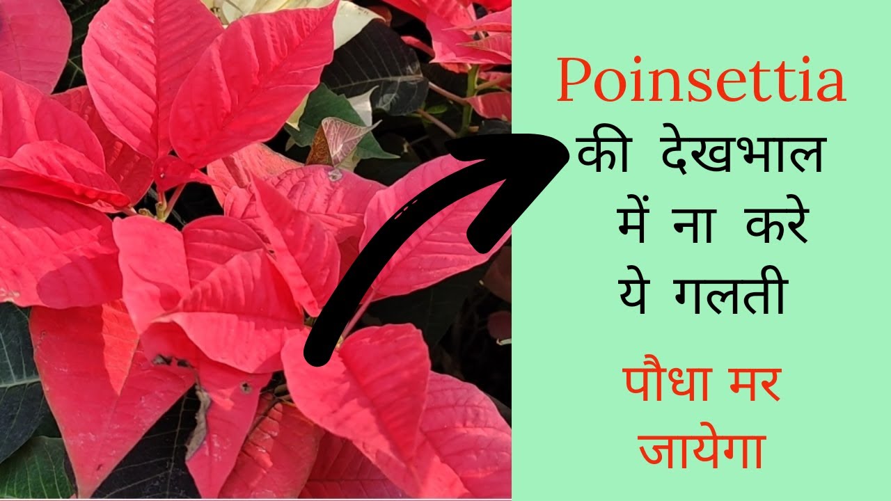 Poinsettia की देखभाल में ना करें ये गलती पौधा मर जायेगा। Poinsettia ...