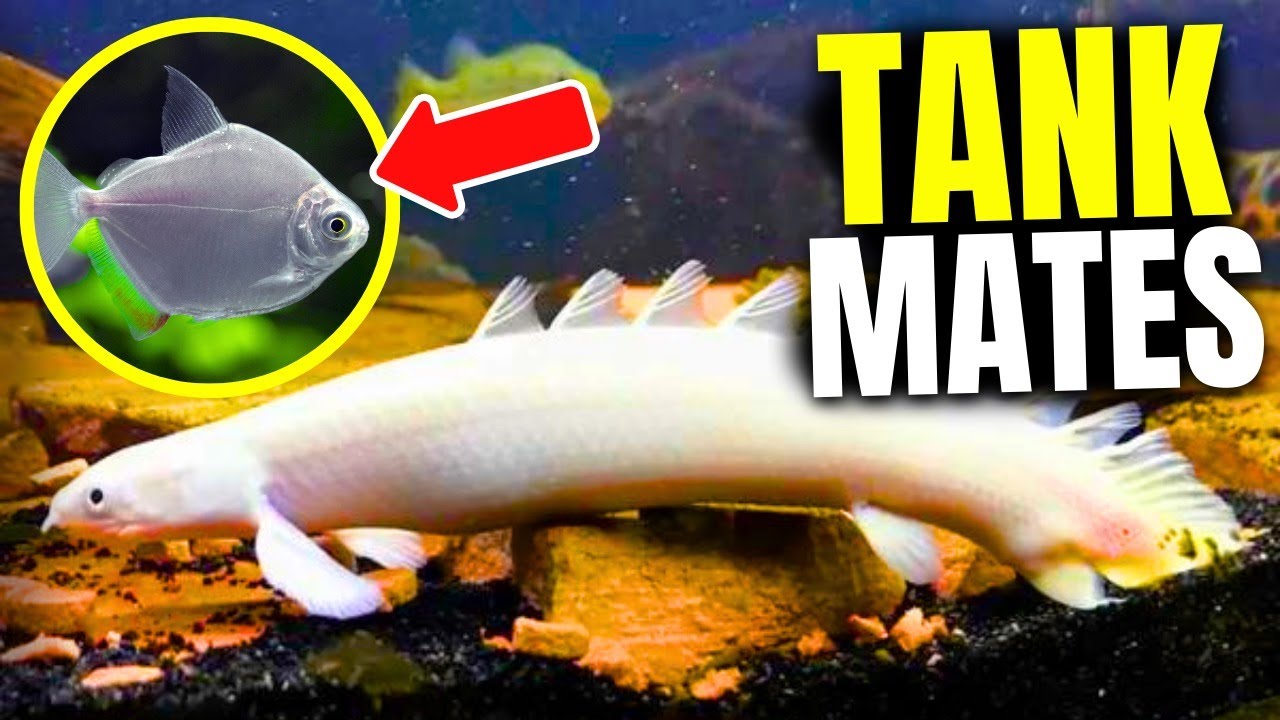 15 Best Bichir Tank Mates - YouTube