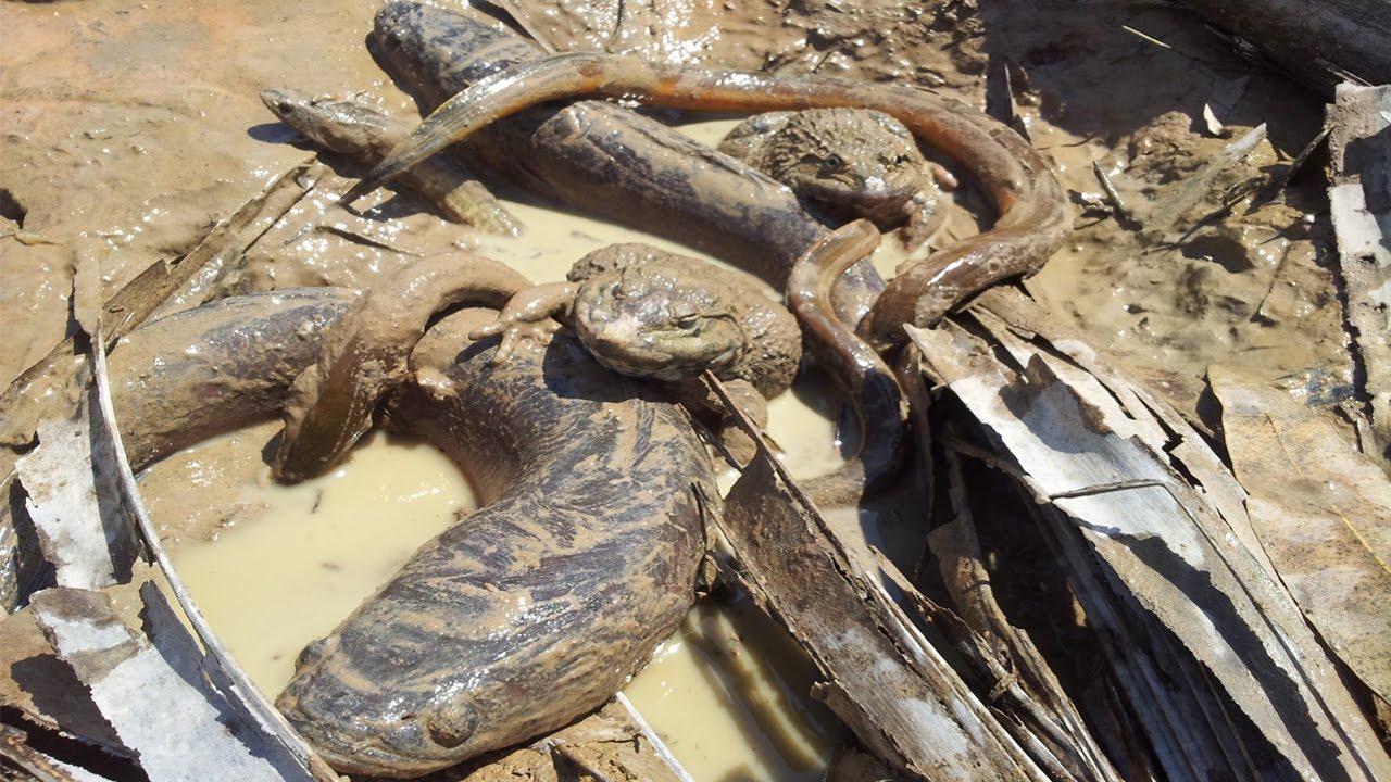 The Amazing Cambodian People Catching Fish By Hands|Amazing Fising ...