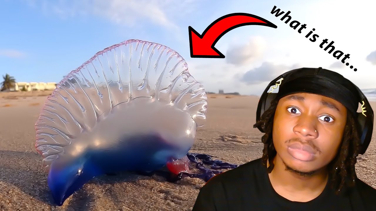 Top 10 Most Bizarre Deep Sea Creatures Ever Discovered (THESE THINGS ...